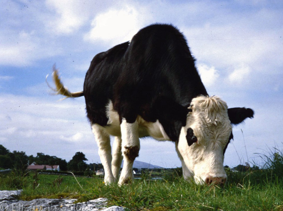 Through My Lens: Irish Cow | There and Back Again