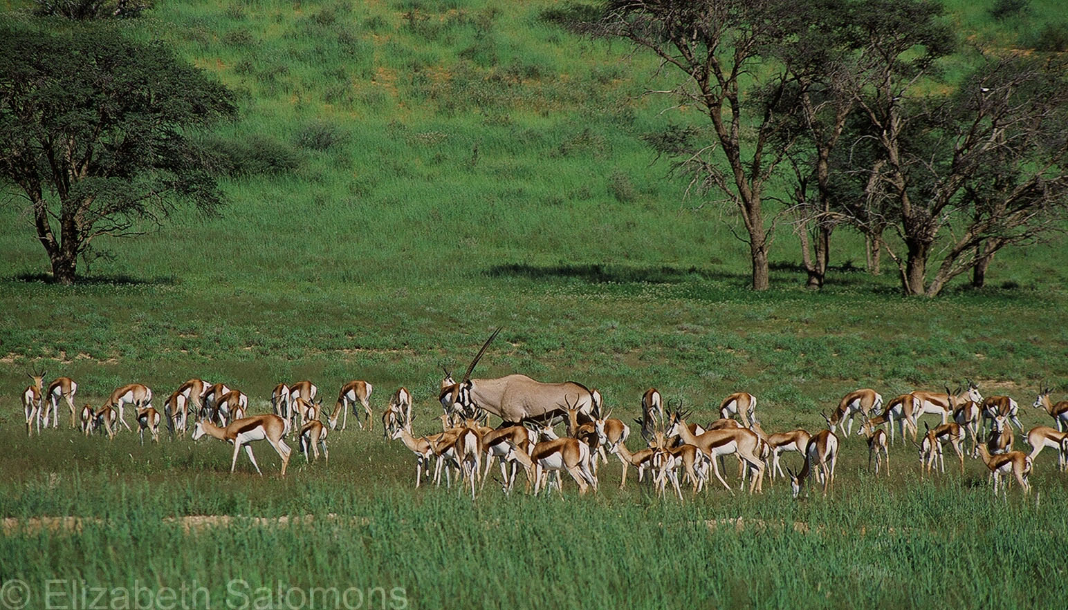 Gemsbok and Steenbok | There and Back Again