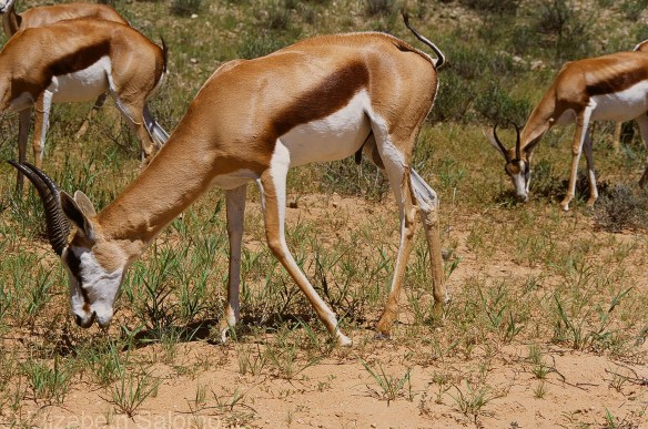 Springbok Animal African Springboks 4K 10 Bit Color Wild Animals Of
