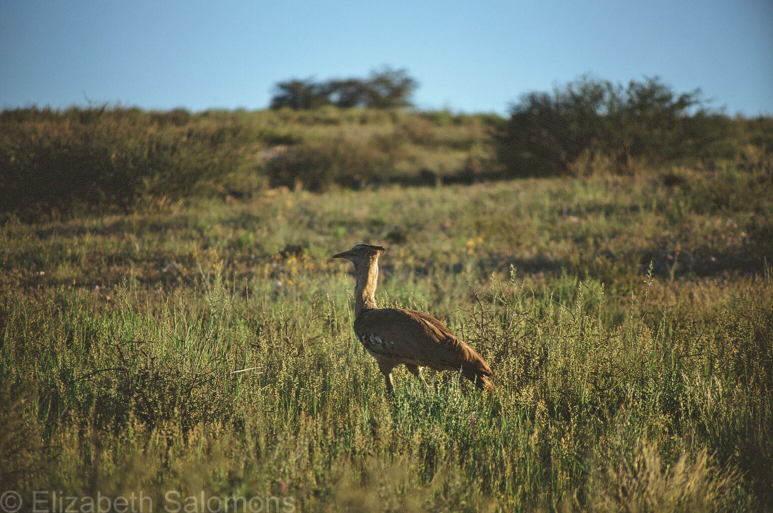 Kalahari Birds | There and Back Again