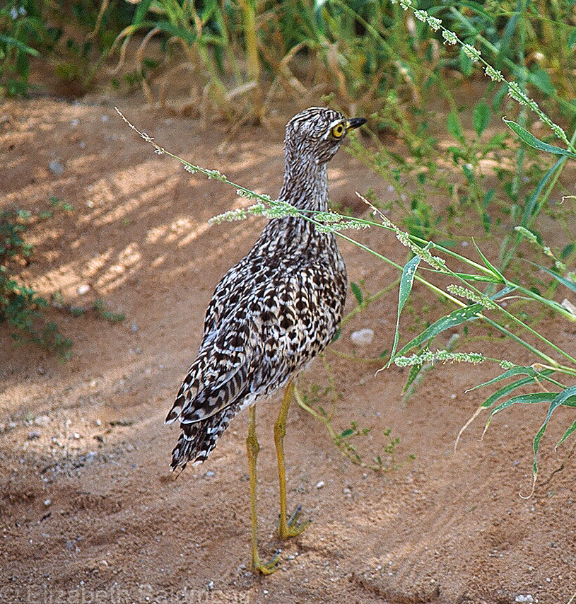 Kalahari Birds | There and Back Again